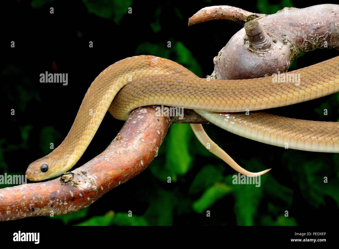 Snake Eggs High Resolution Stock Photography and Images - Alamy