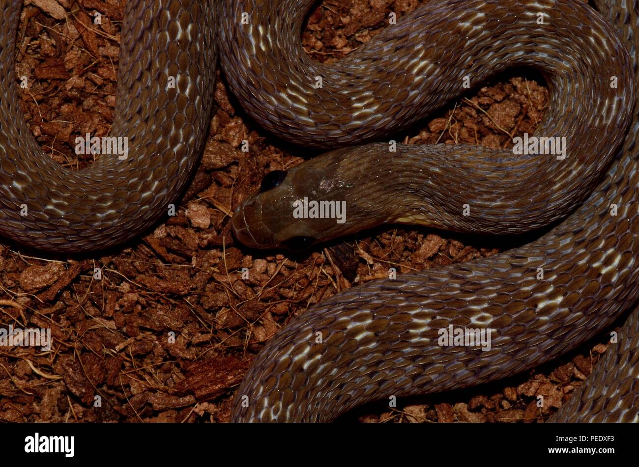 african egg-eating snake, Afrikanische Eierschlange, Dasypeltis Stock ...
