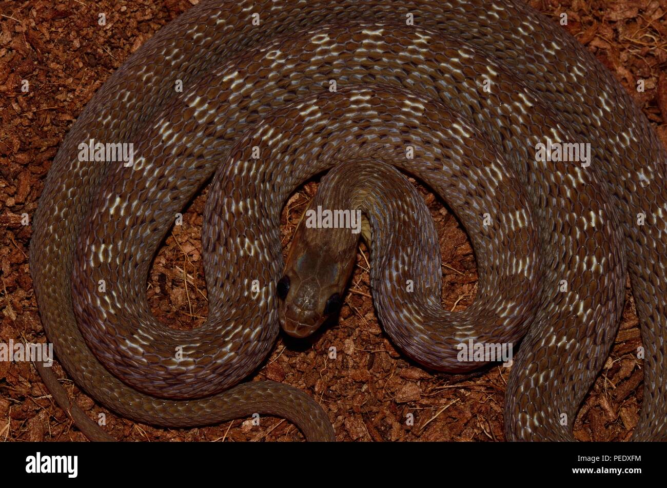 african egg-eating snake, Afrikanische Eierschlange, Dasypeltis Stock ...