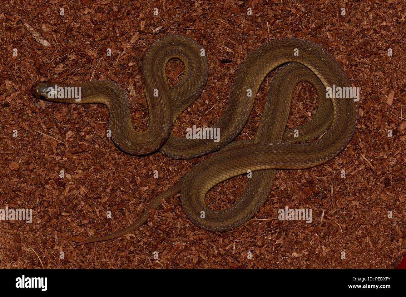 african egg-eating snake, Afrikanische Eierschlange, Dasypeltis Stock ...