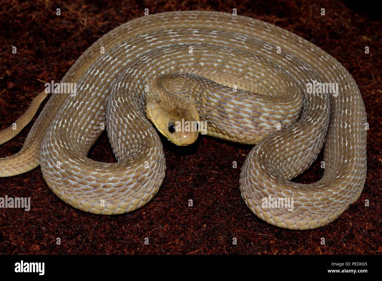 african egg-eating snake, Afrikanische Eierschlange, Dasypeltis Stock ...