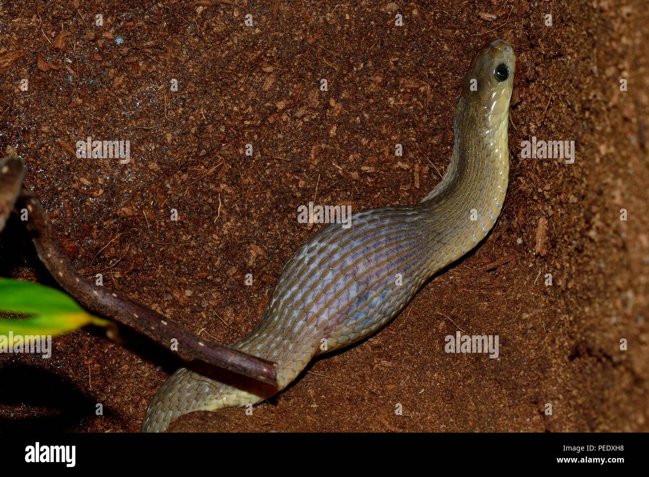 African egg eating snake hi-res stock photography and images - Alamy