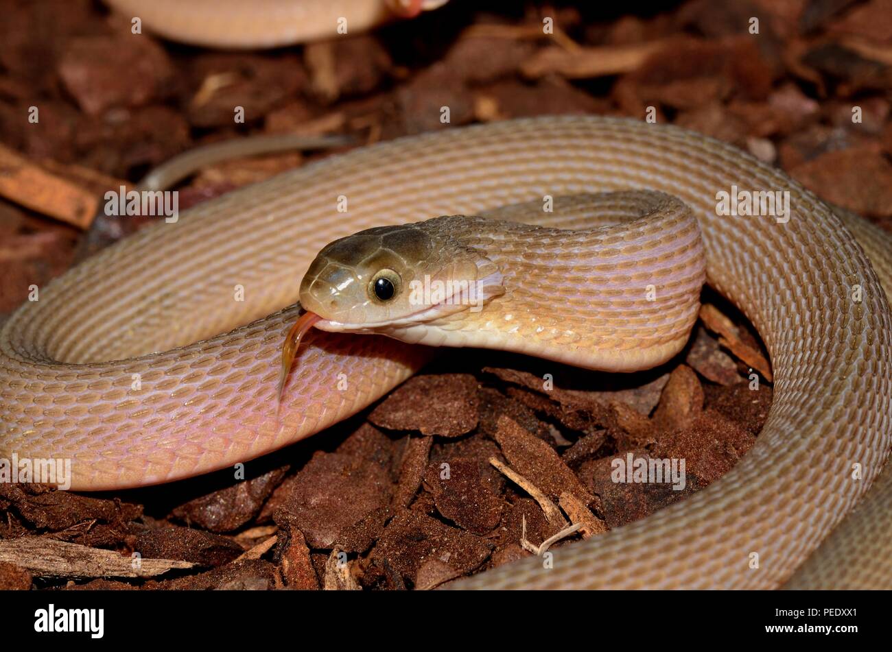 african egg-eating snake, Afrikanische Eierschlange, Dasypeltis Stock ...