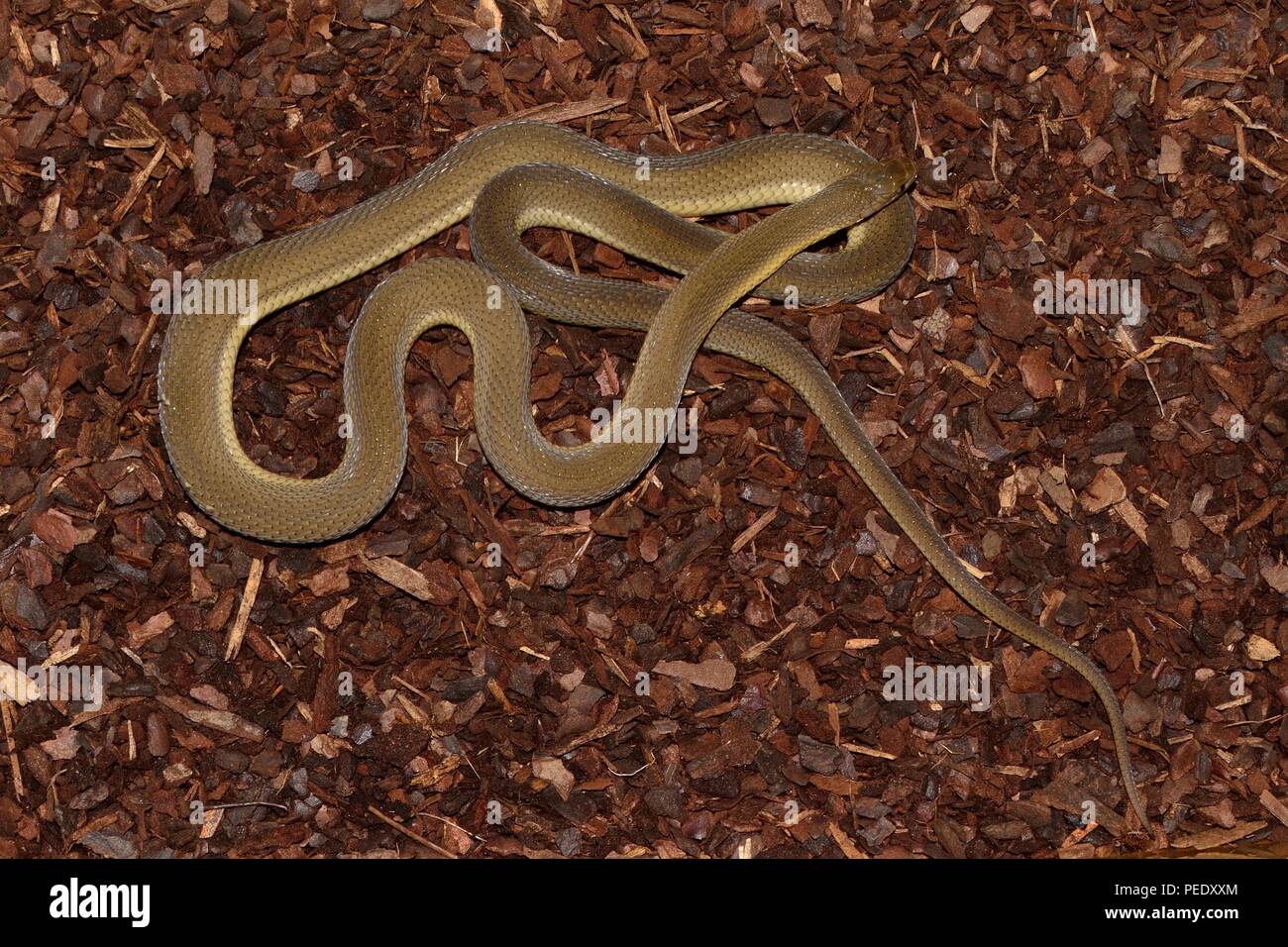 african egg-eating snake, Afrikanische Eierschlange, Dasypeltis Stock ...