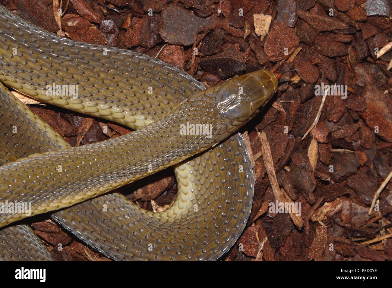 african egg-eating snake, Afrikanische Eierschlange, Dasypeltis Stock ...