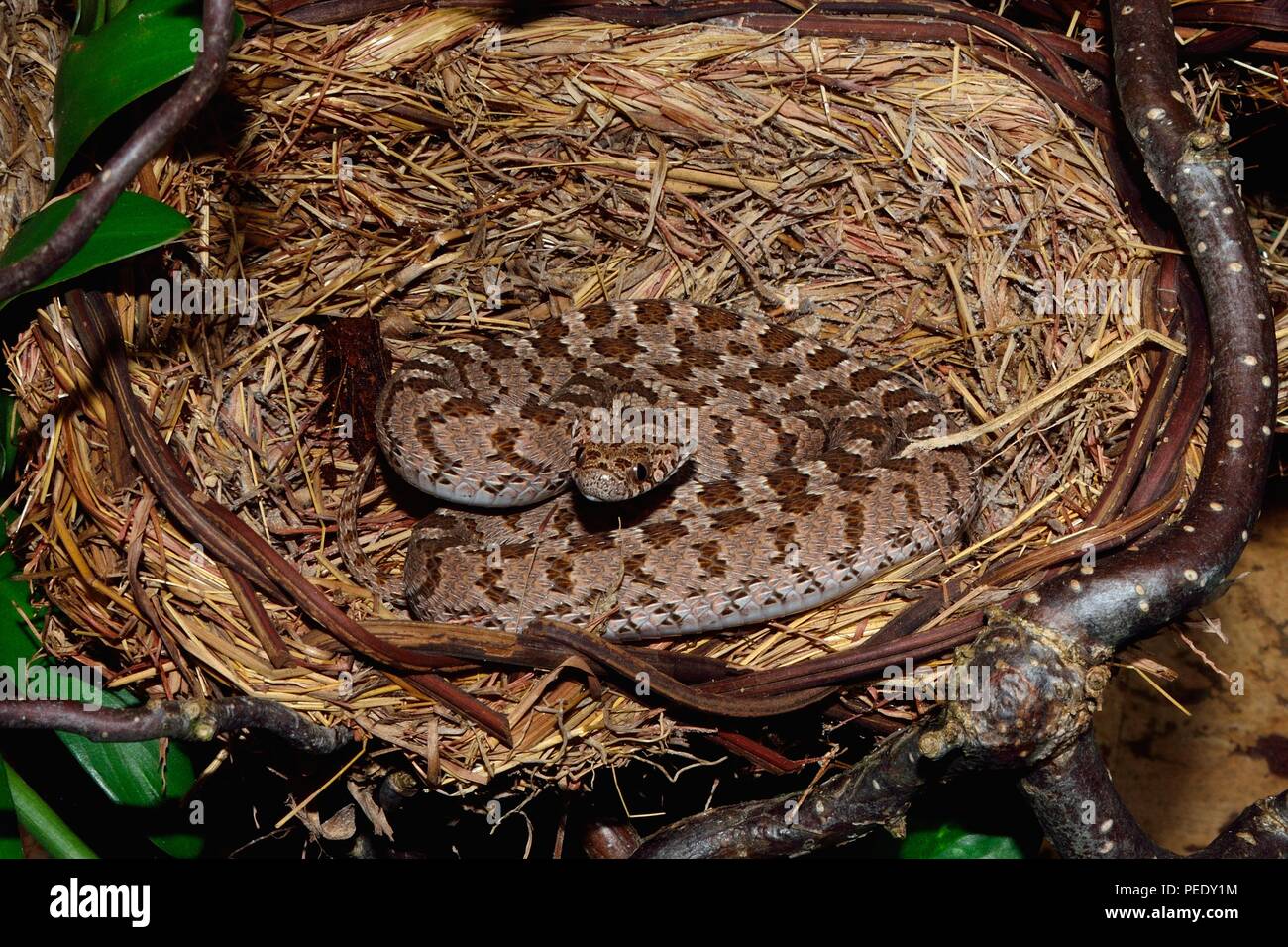 African egg eating snake hi-res stock photography and images - Alamy