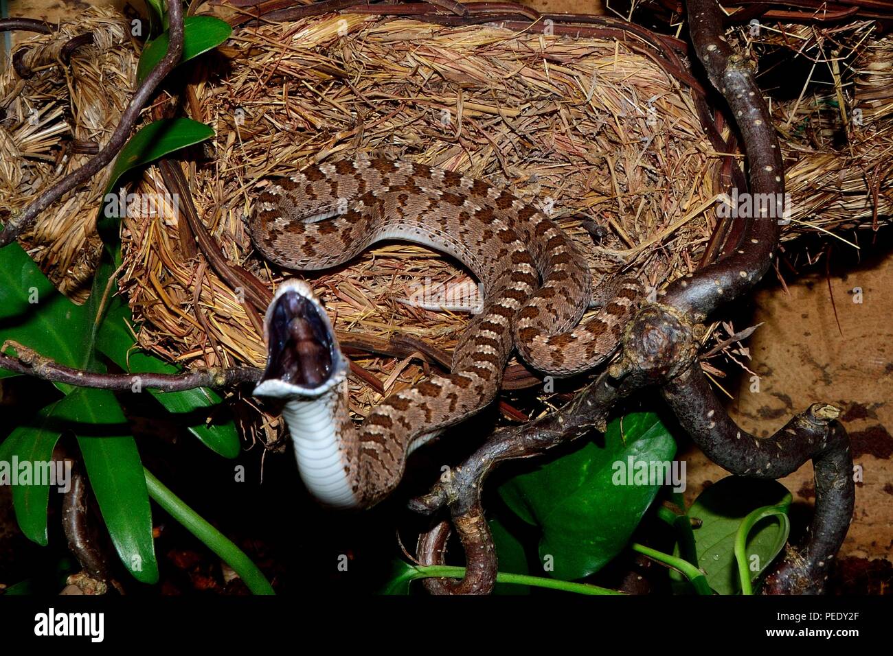African Egg Eating Snake High Resolution Stock Photography and Images ...
