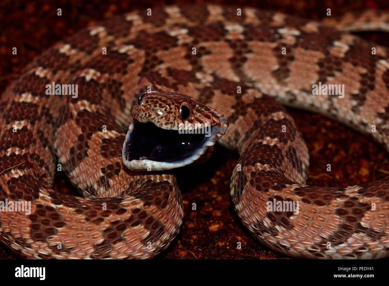 african egg-eating snake, Afrikanische Eierschlange, Dasypeltis Stock ...