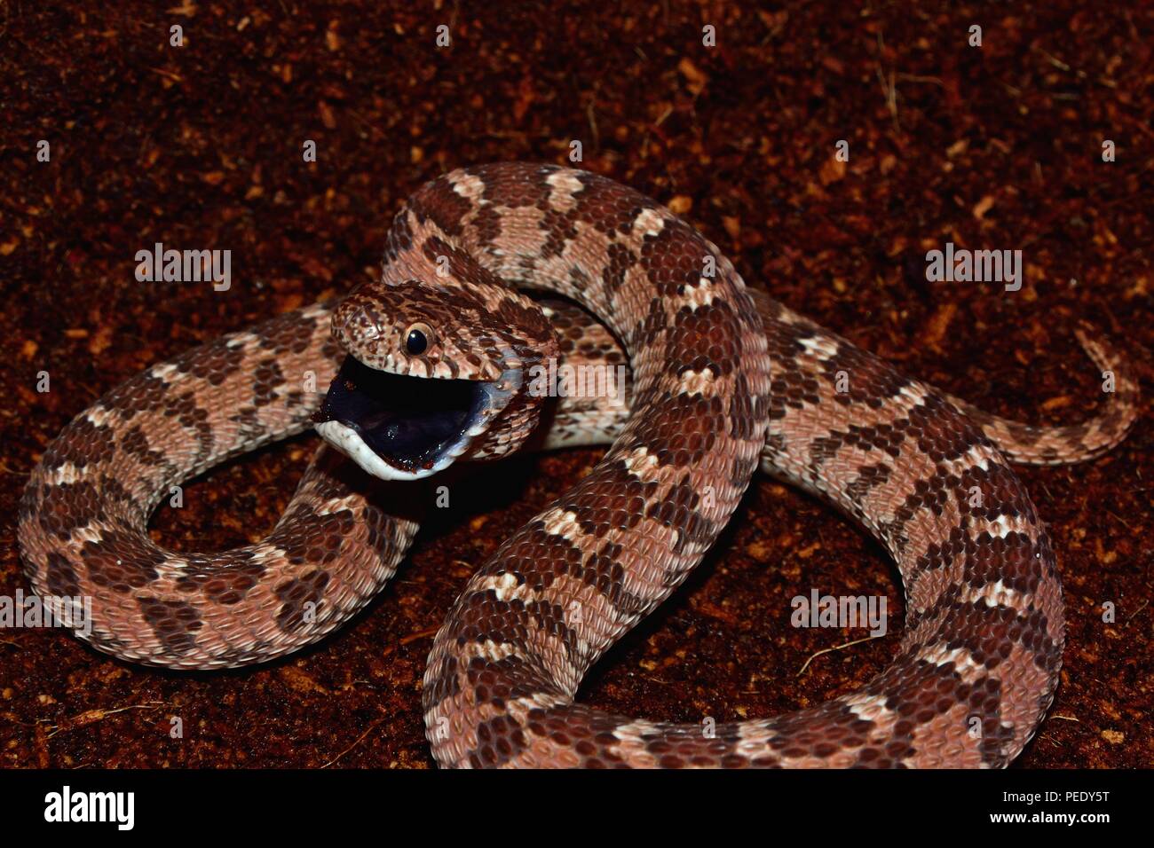 african egg-eating snake, Afrikanische Eierschlange, Dasypeltis Stock ...