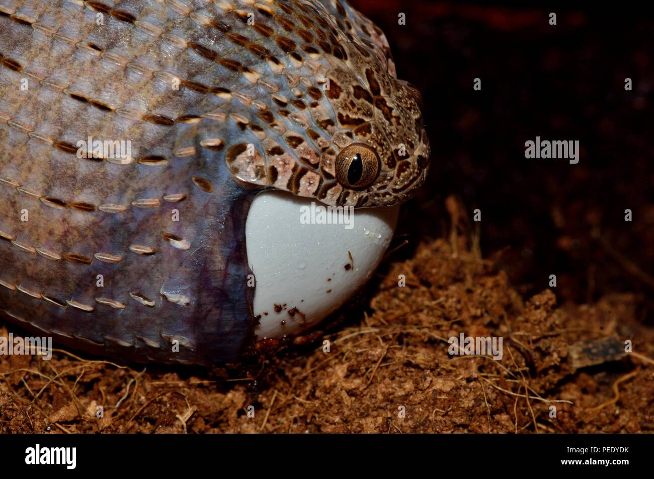 african egg-eating snake, Afrikanische Eierschlange, Dasypeltis Stock ...