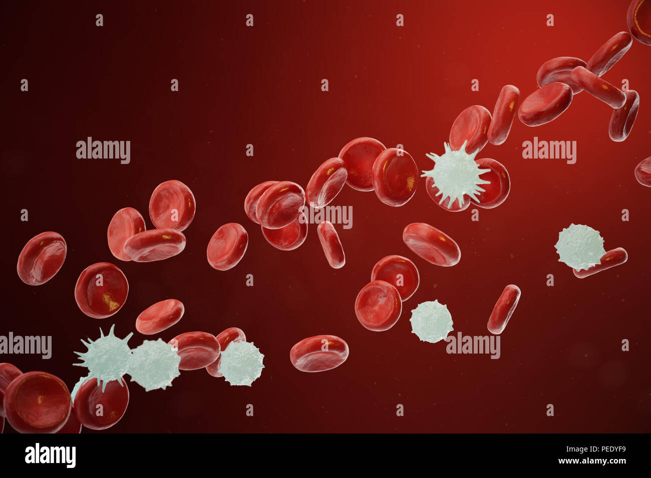 Lymphocytes And Basophils