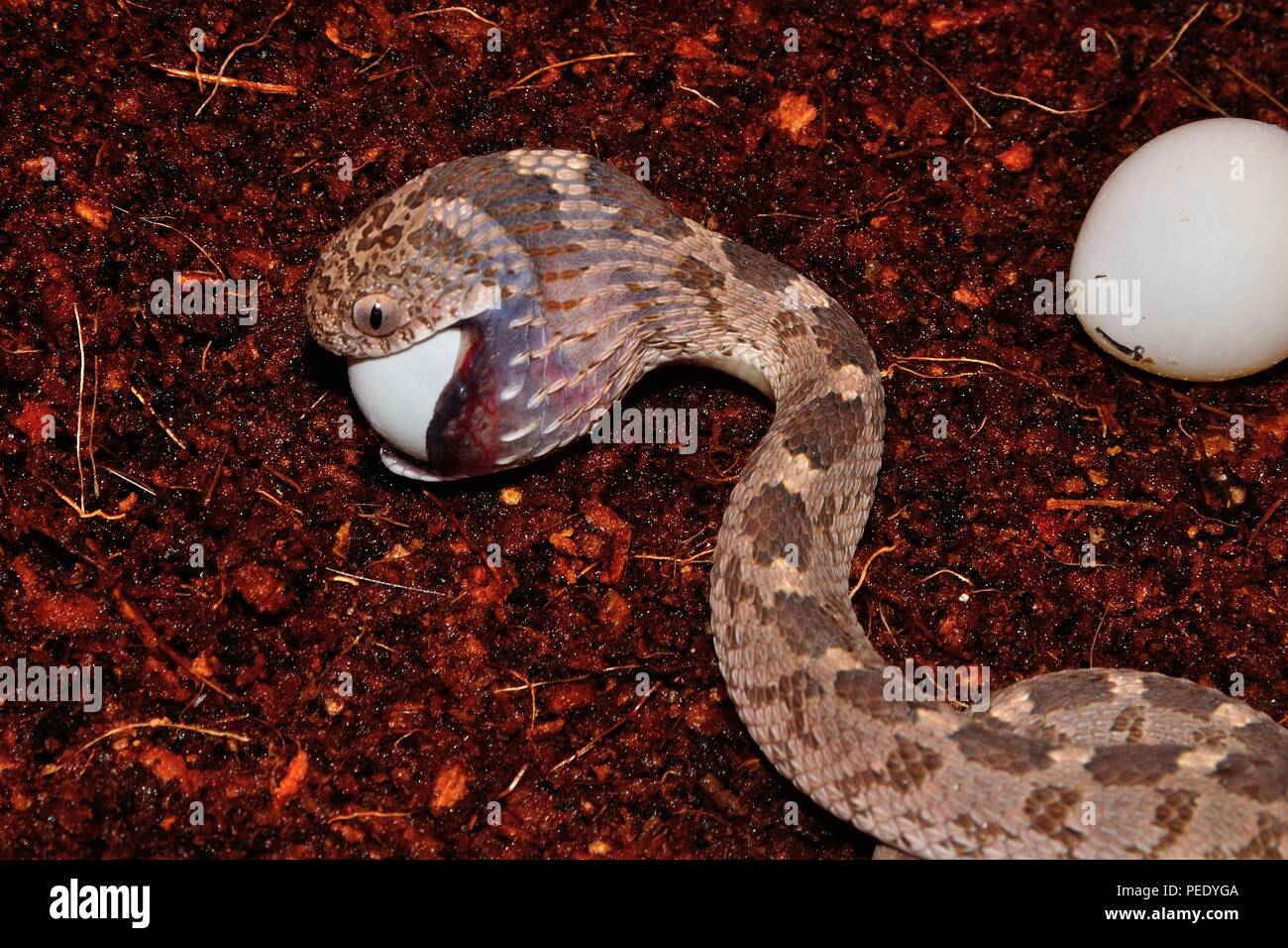 African egg eating snake hi-res stock photography and images - Alamy