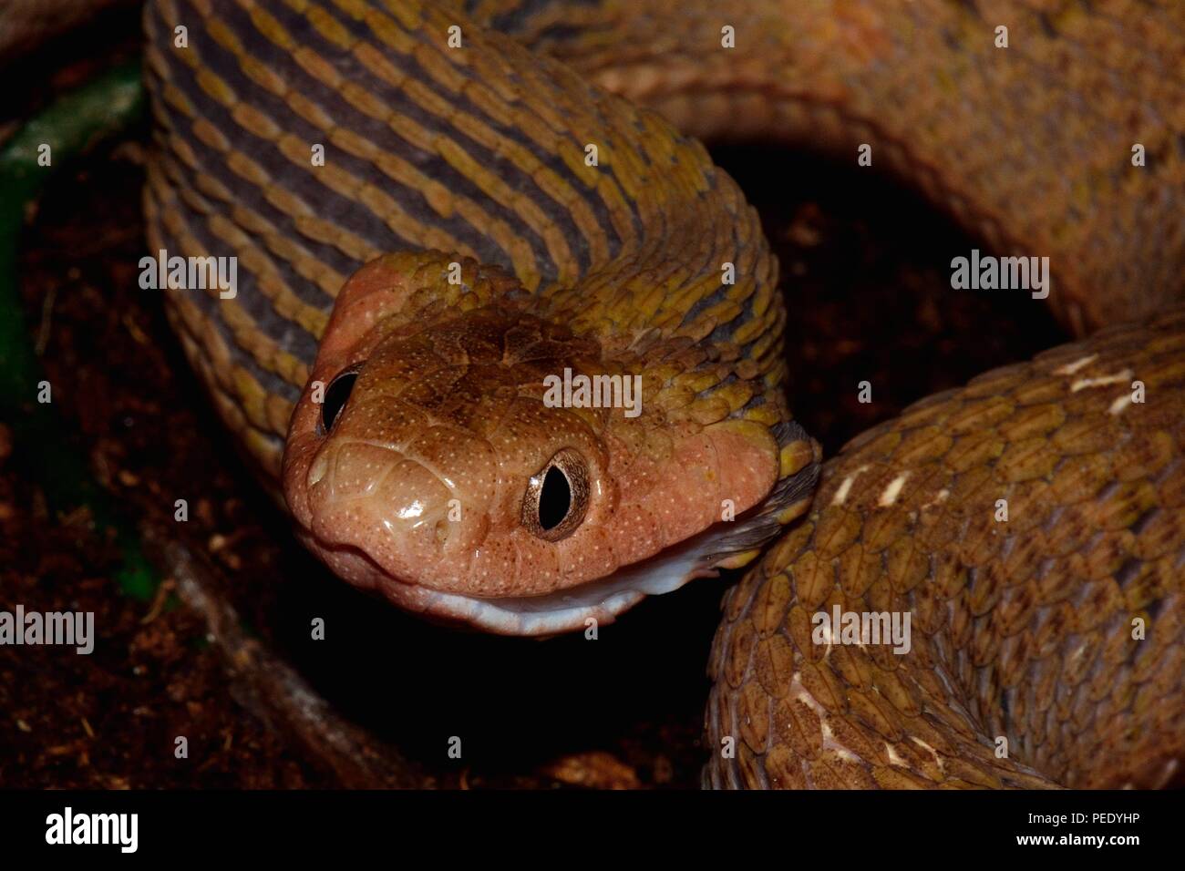 African egg eating snake hi-res stock photography and images - Alamy