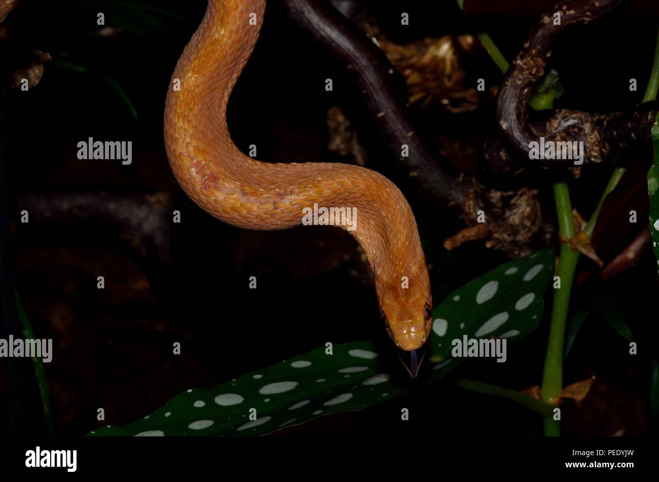 african egg-eating snake, Afrikanische Eierschlange, Dasypeltis Stock ...