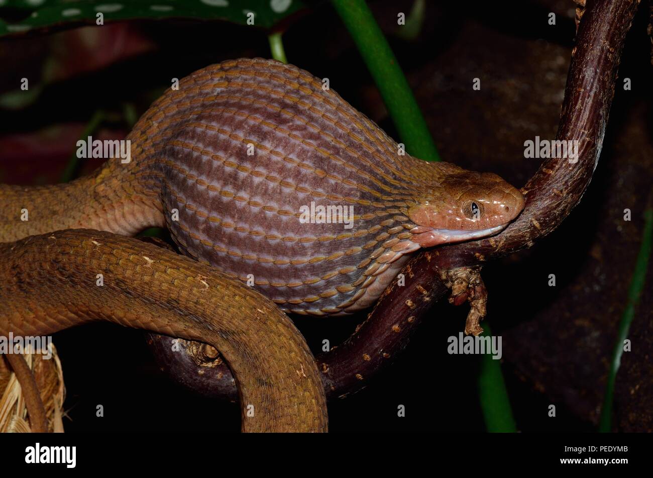african egg-eating snake, Afrikanische Eierschlange, Dasypeltis Stock ...