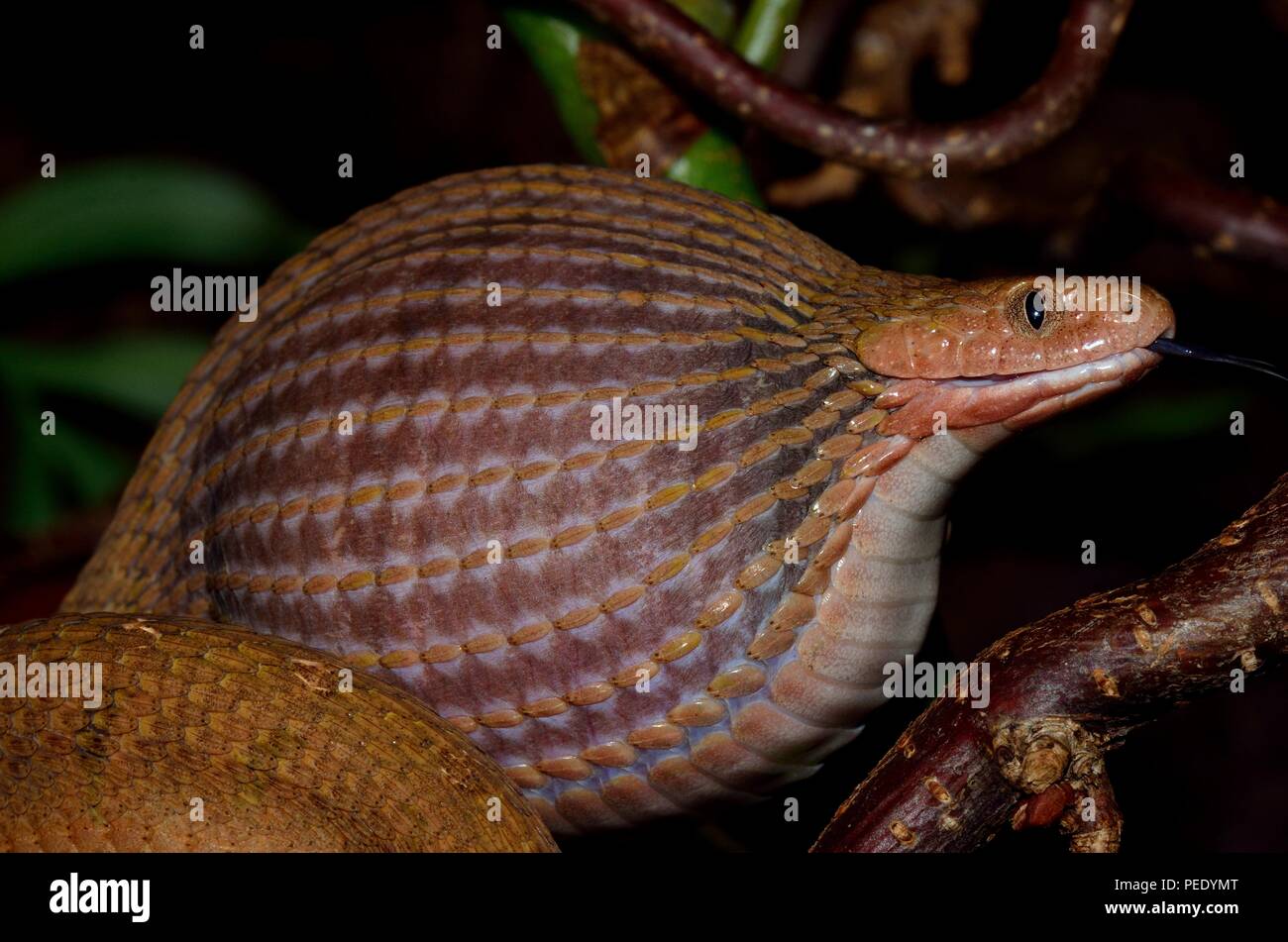 African egg eating snake eating hi-res stock photography and images - Alamy