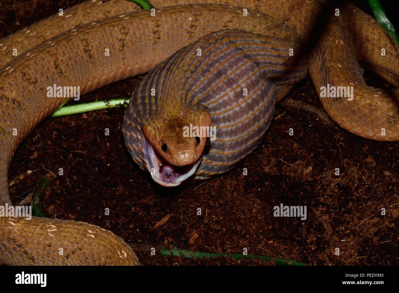 african egg-eating snake, Afrikanische Eierschlange, Dasypeltis Stock ...