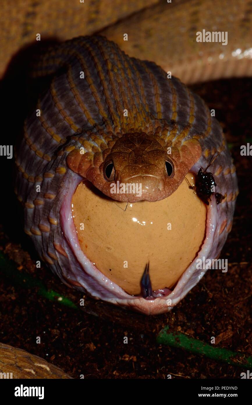 african egg-eating snake, Afrikanische Eierschlange, Dasypeltis Stock ...