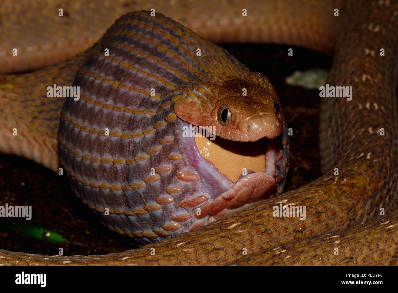 African egg eating snake hi-res stock photography and images - Alamy