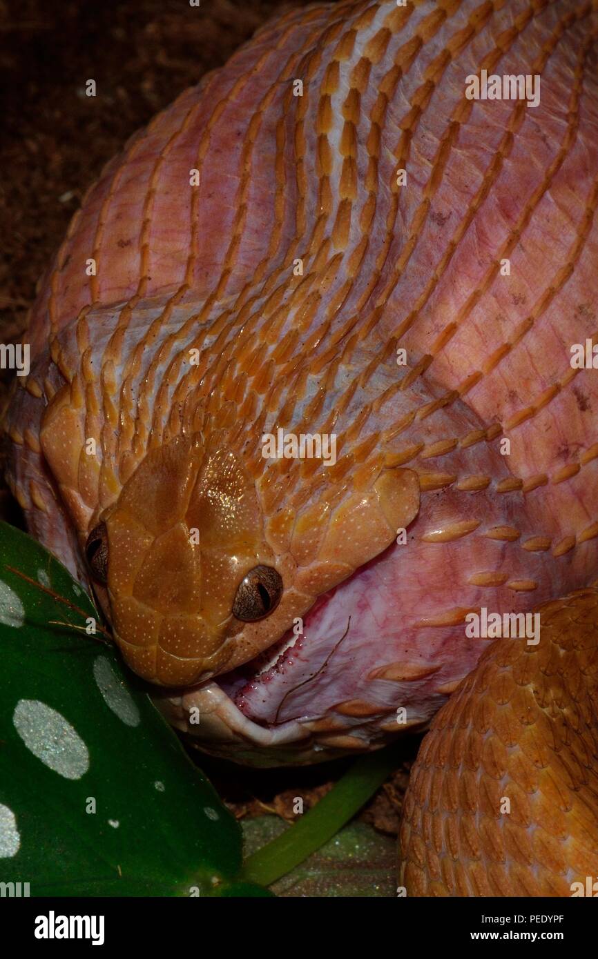 african egg-eating snake, Afrikanische Eierschlange, Dasypeltis Stock ...