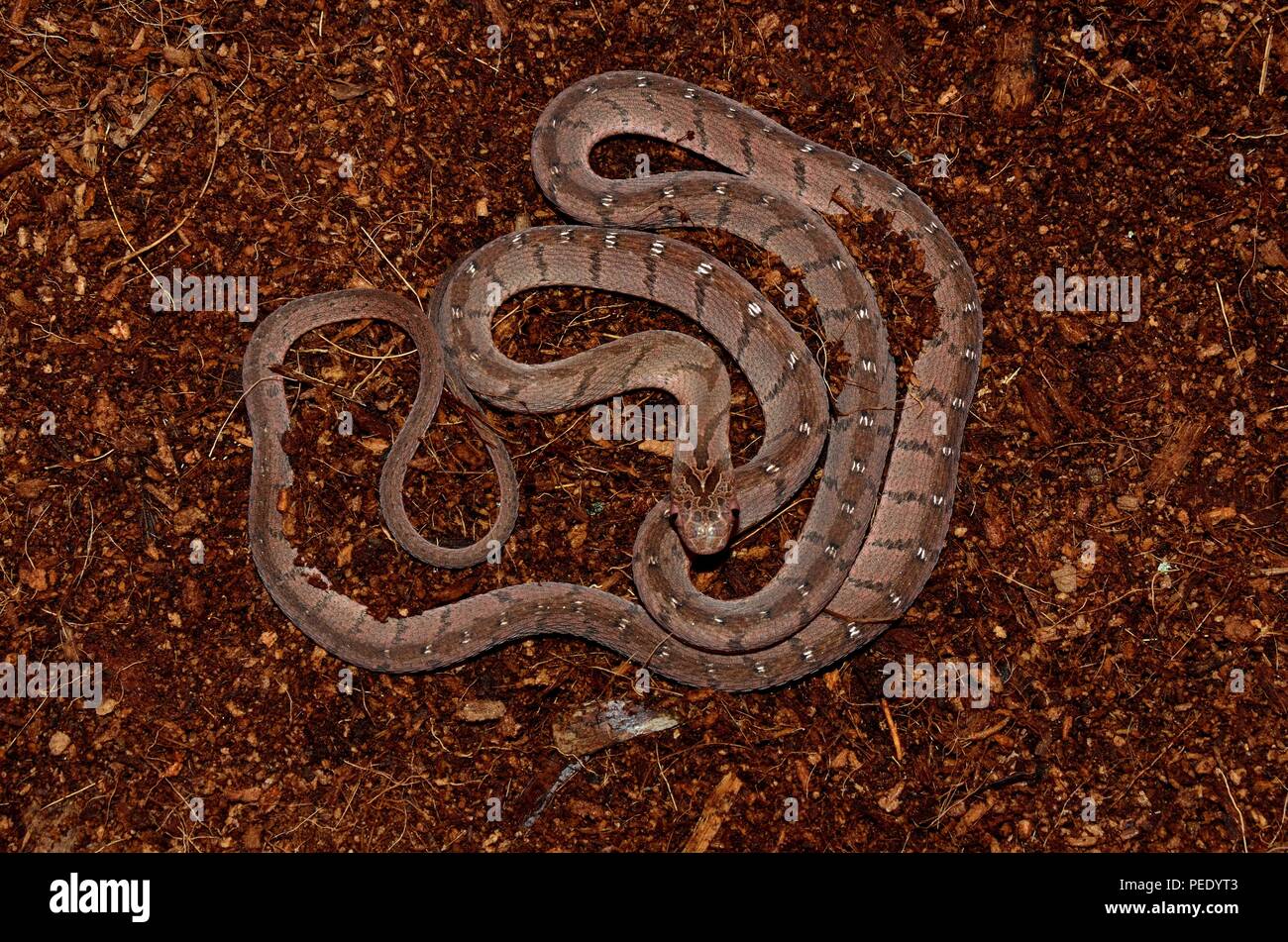 African egg eating snake hi-res stock photography and images - Alamy