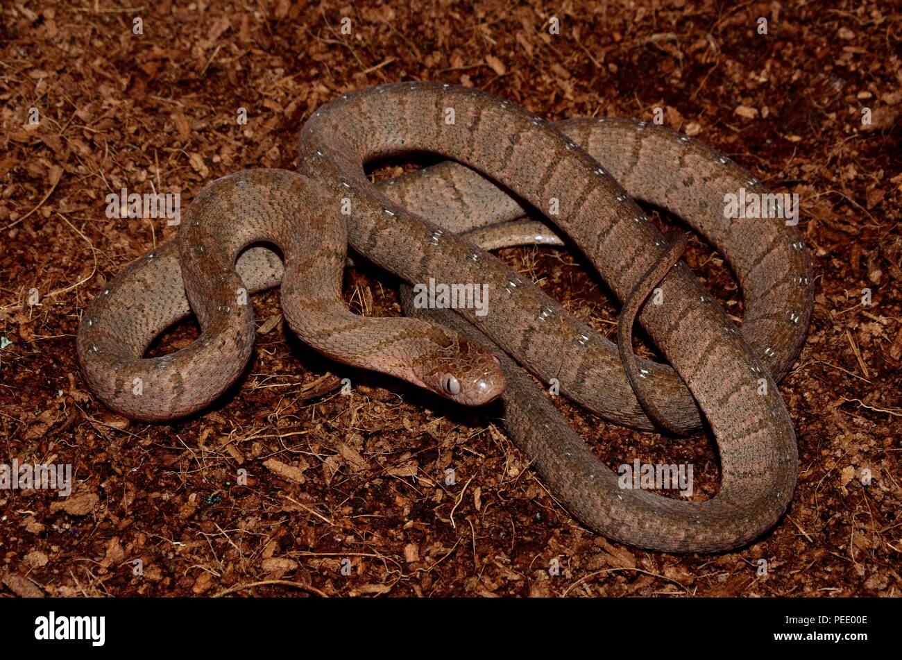 african egg-eating snake, Afrikanische Eierschlange, Dasypeltis Stock ...