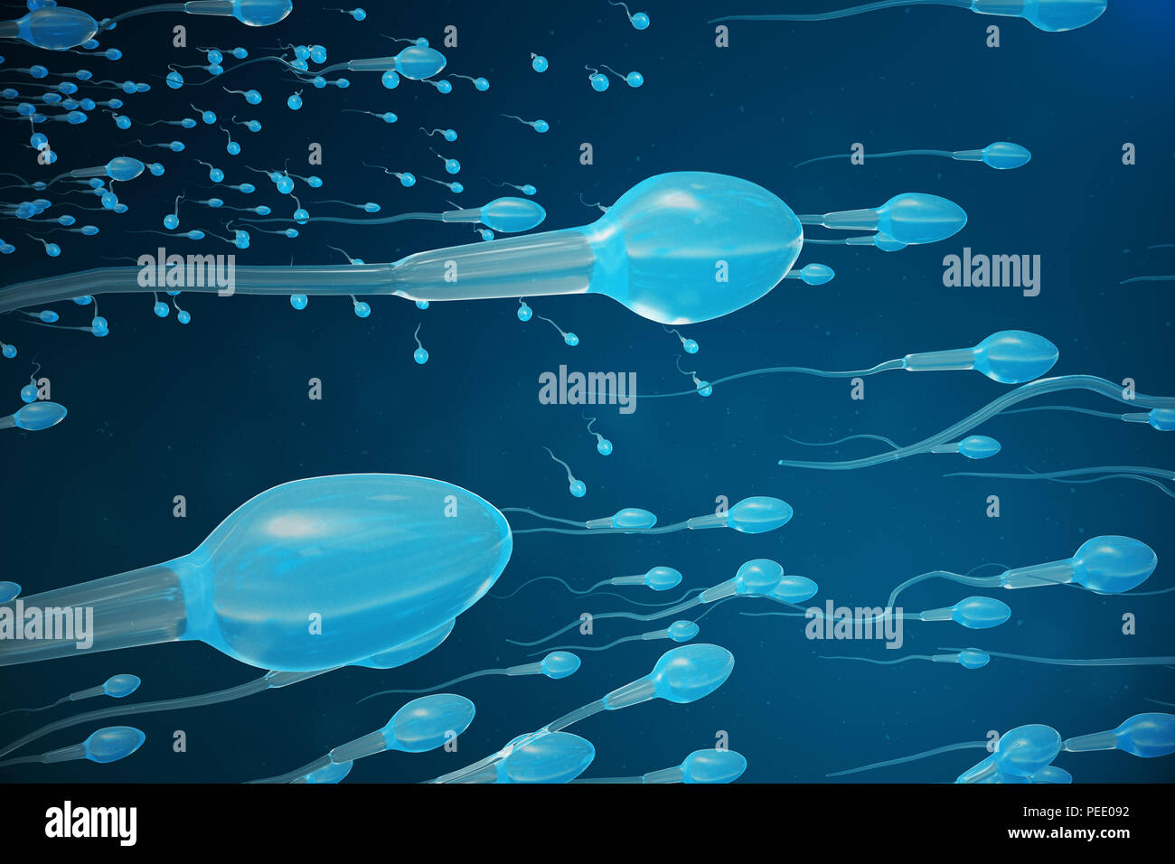 Sperm approaching egg cell, ovum. natural fertilization - close-up view ...