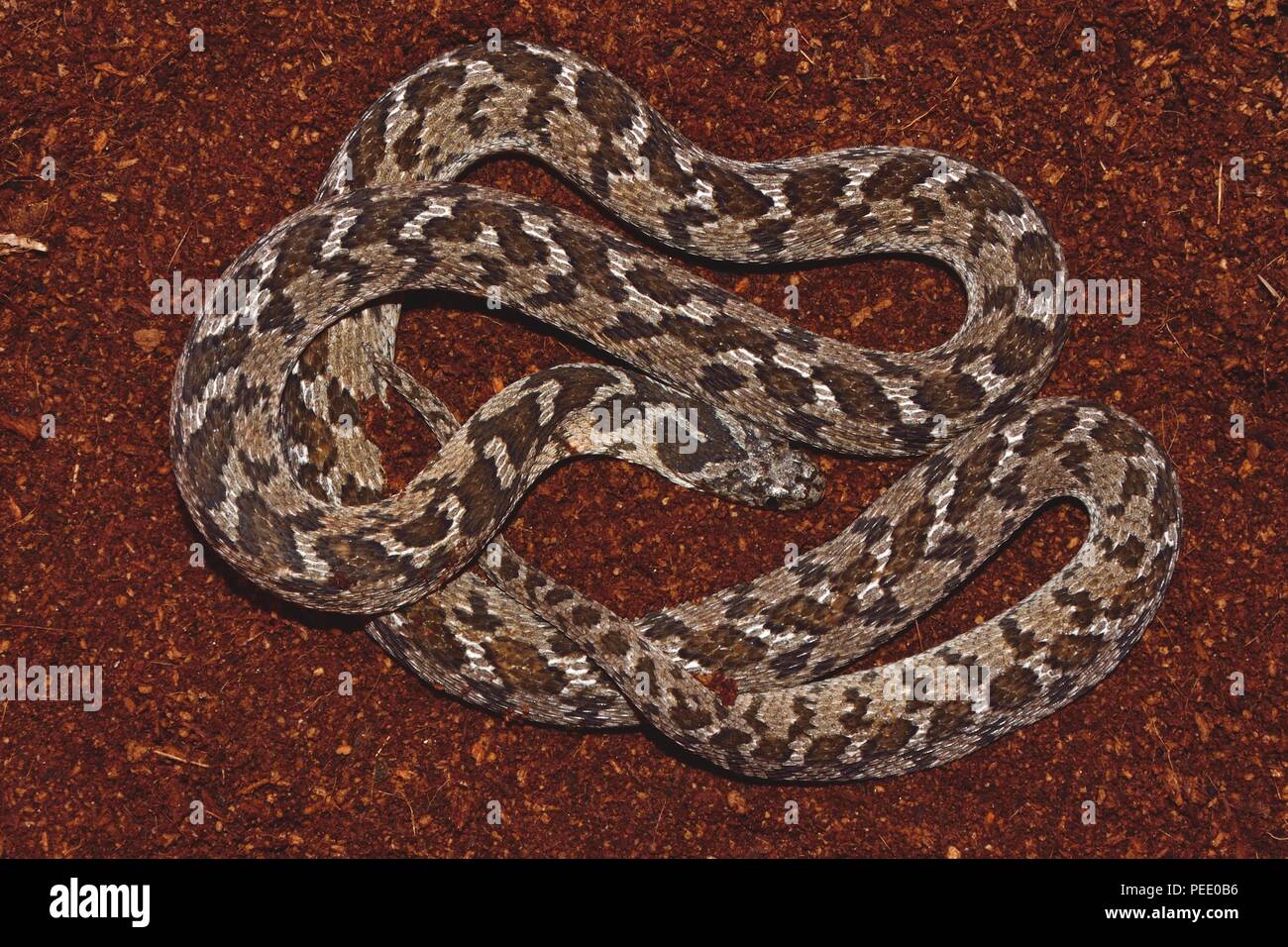 african egg-eating snake, Afrikanische Eierschlange, Dasypeltis Stock ...