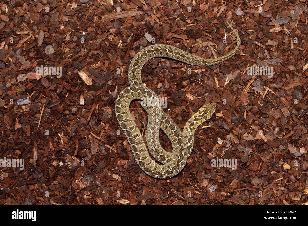 african egg-eating snake, Afrikanische Eierschlange, Dasypeltis Stock ...