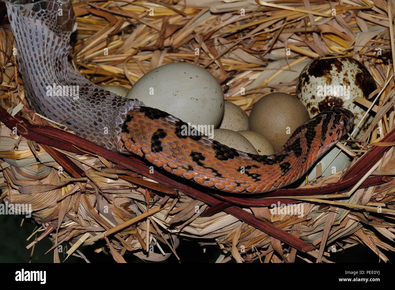 african egg-eating snake, Afrikanische Eierschlange, Dasypeltis Stock ...