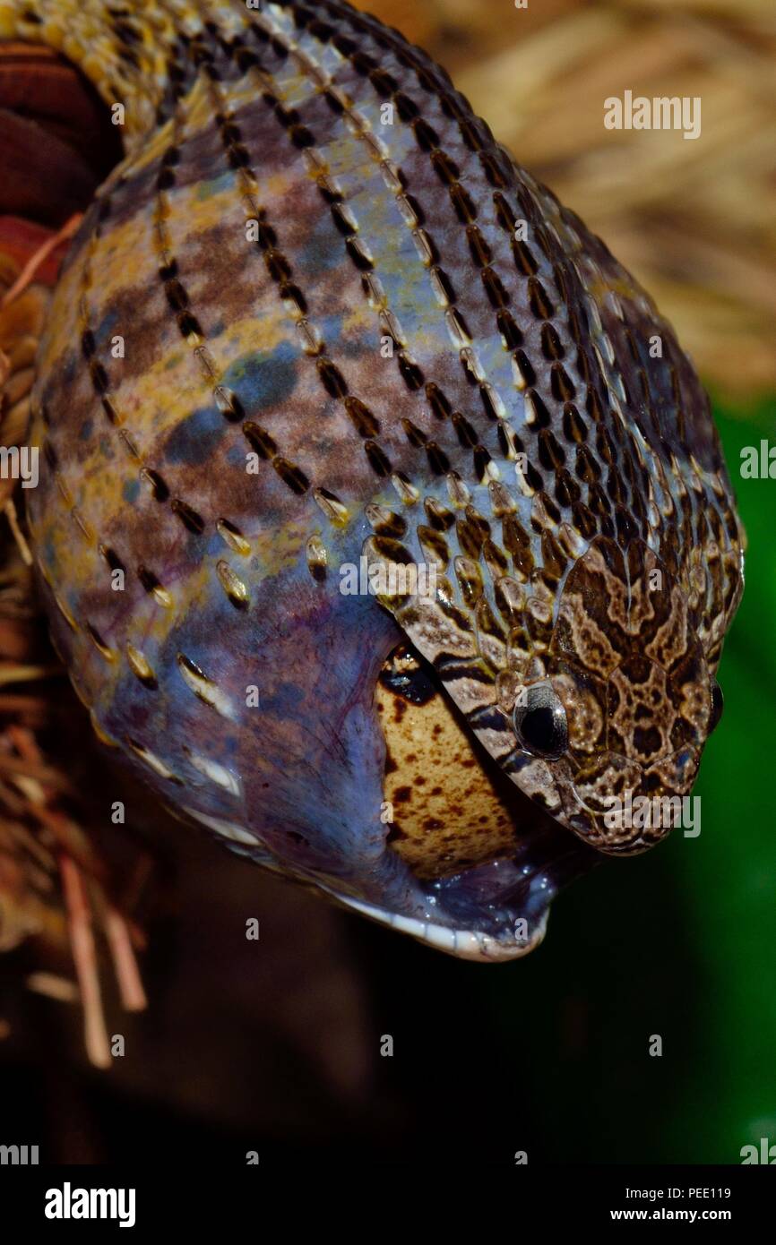 african egg-eating snake, Afrikanische Eierschlange, Dasypeltis Stock ...