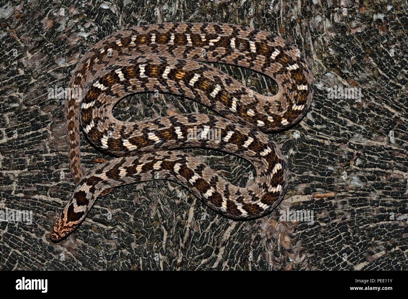 african egg-eating snake, Afrikanische Eierschlange, Dasypeltis Stock ...