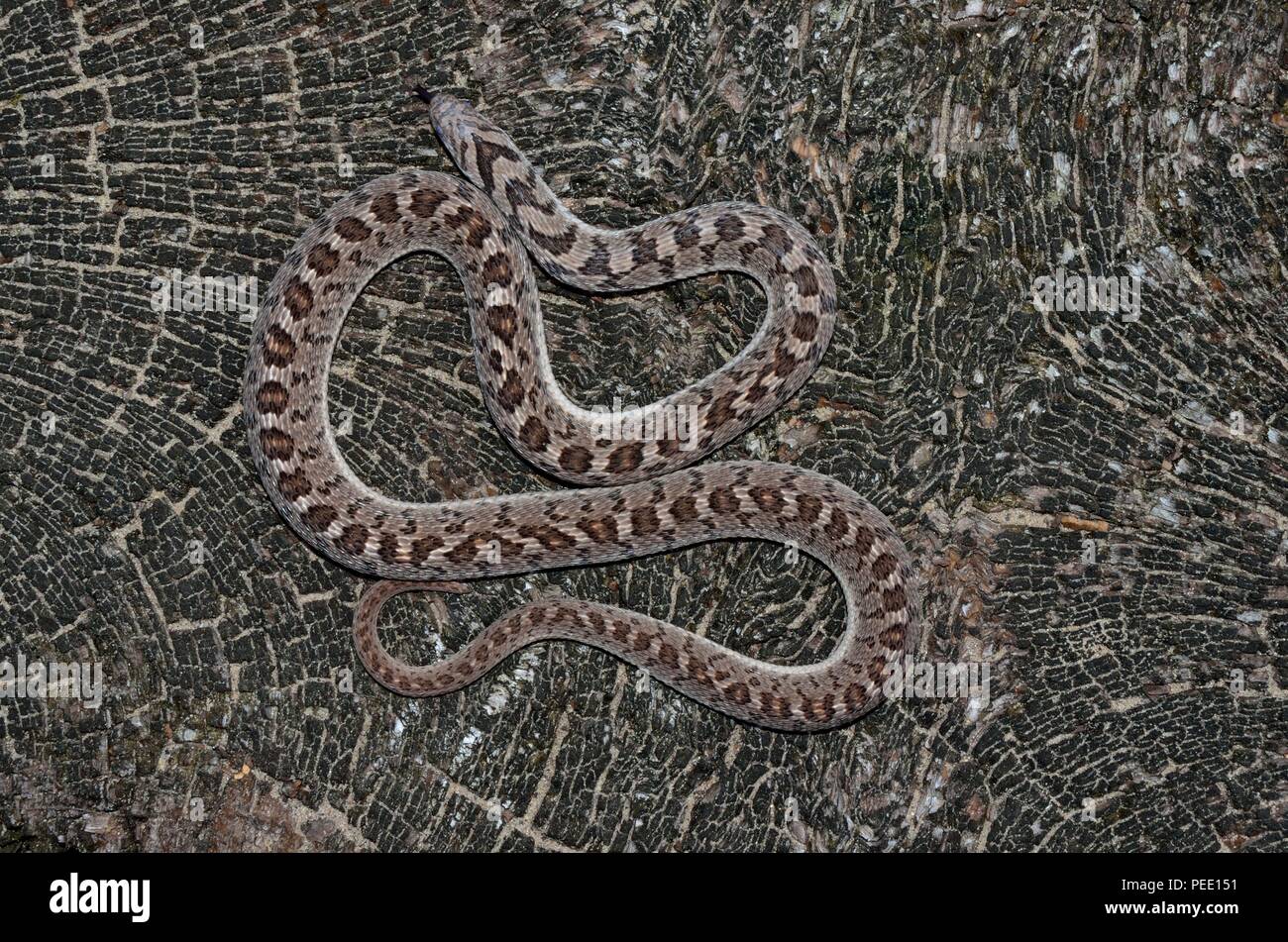 african egg-eating snake, Afrikanische Eierschlange, Dasypeltis Stock ...