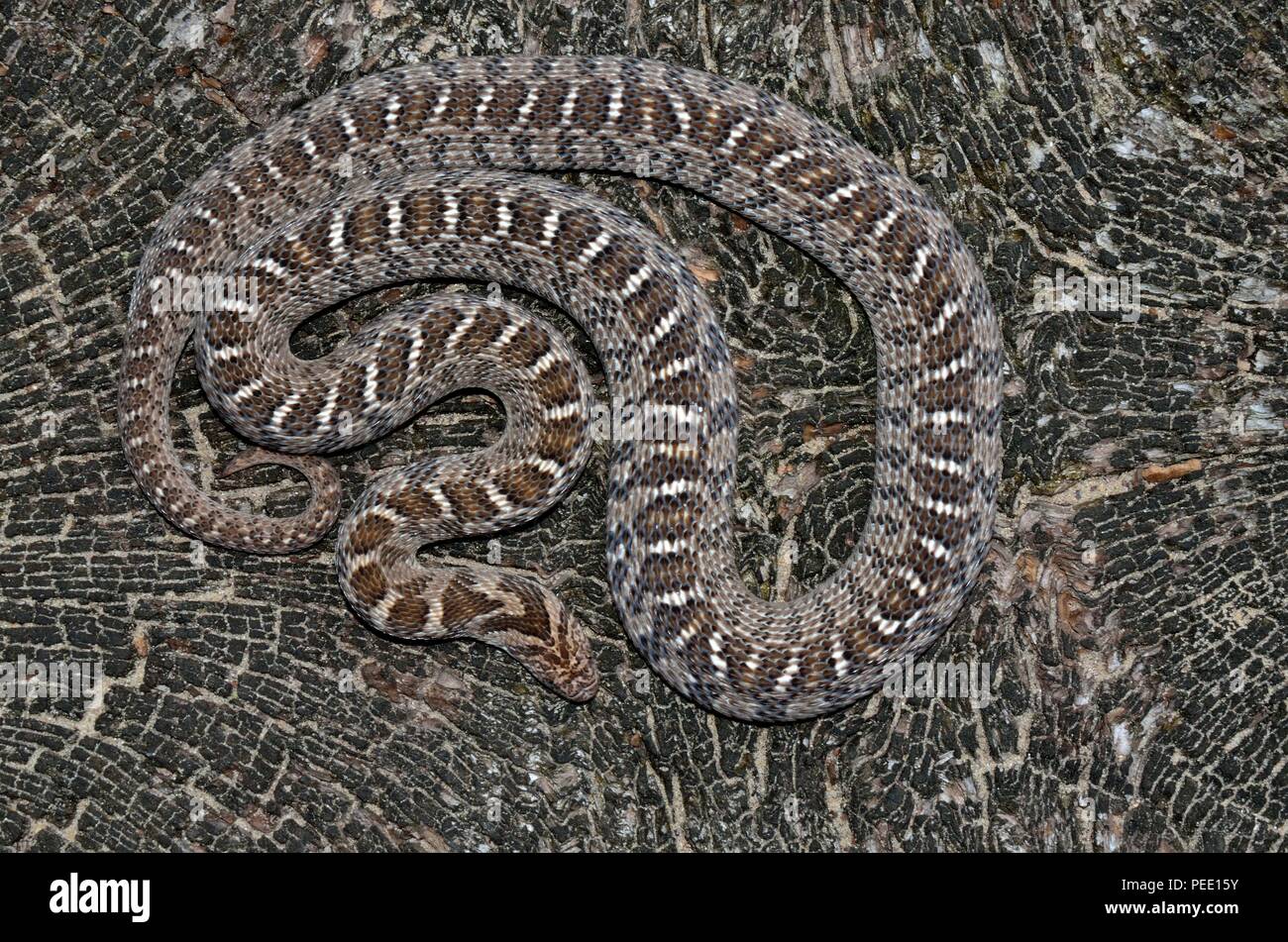african egg-eating snake, Afrikanische Eierschlange, Dasypeltis Stock ...
