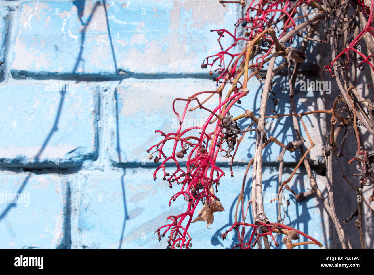 Beautiful withered branch of wild grapes on a background of blue bricks ...