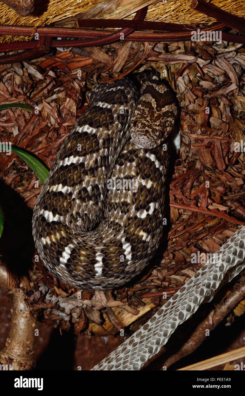african egg-eating snake, Afrikanische Eierschlange, Dasypeltis Stock ...