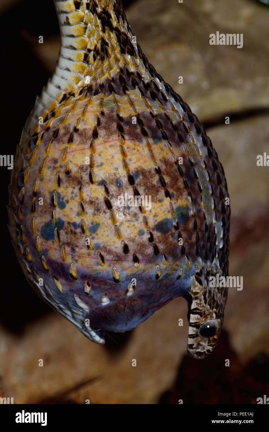 african egg-eating snake, Afrikanische Eierschlange, Dasypeltis Stock ...