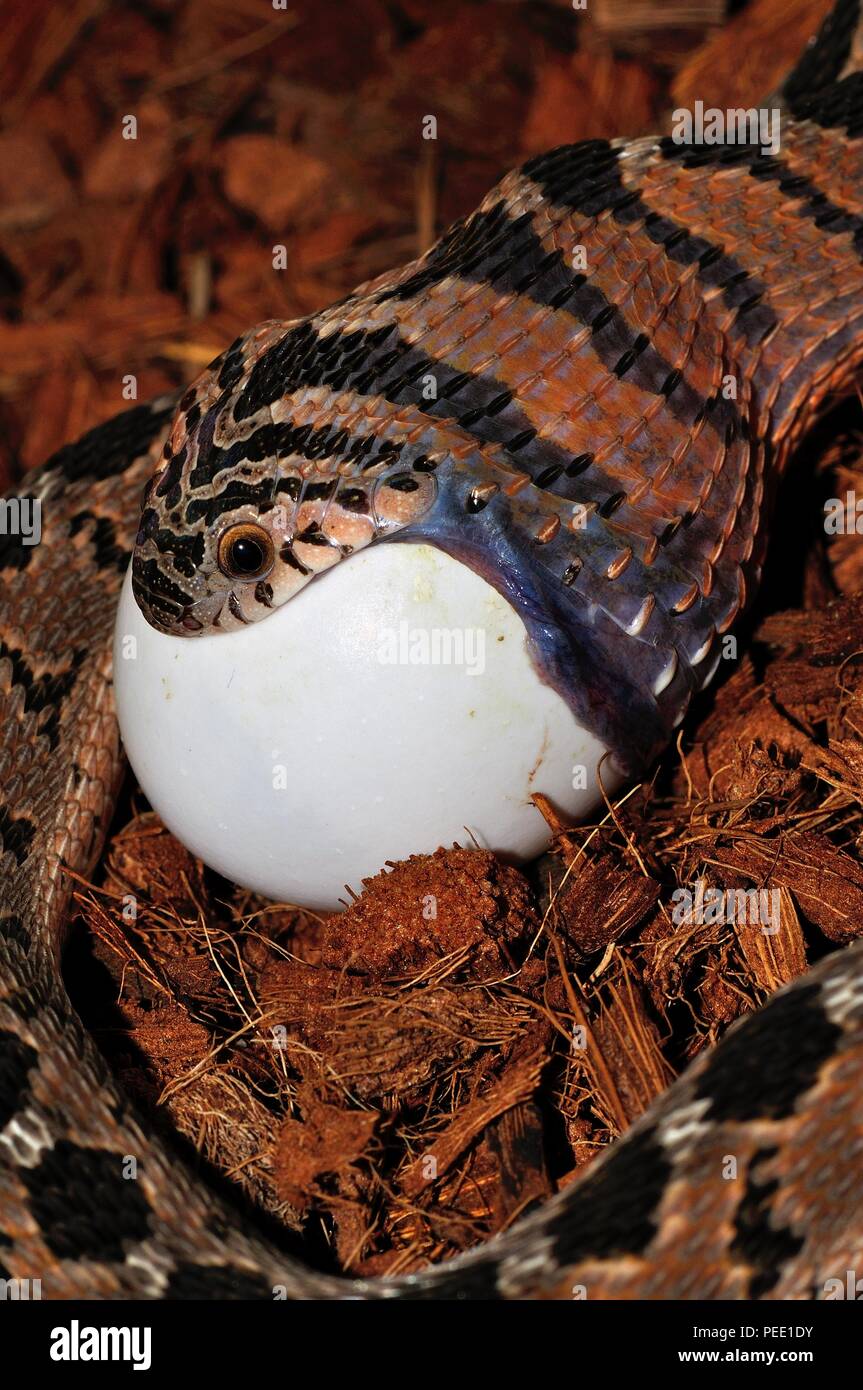 african egg-eating snake, Afrikanische Eierschlange, Dasypeltis Stock ...