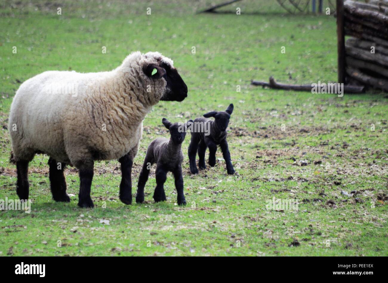 Hen animals hi-res stock photography and images - Alamy