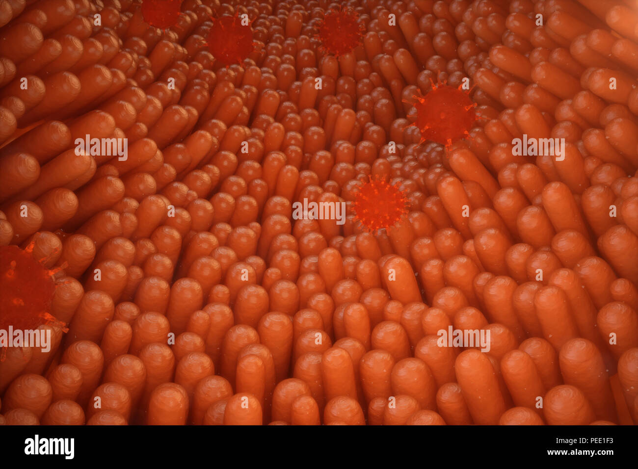 3D illustration Intestinal villi. Intestine lining. Microscopic ...
