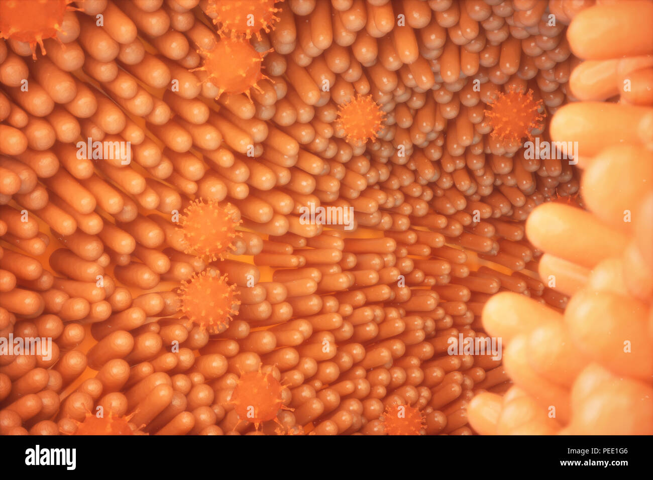 3d illustration Intestinal villi. Intestine lining. Microscopic villi ...