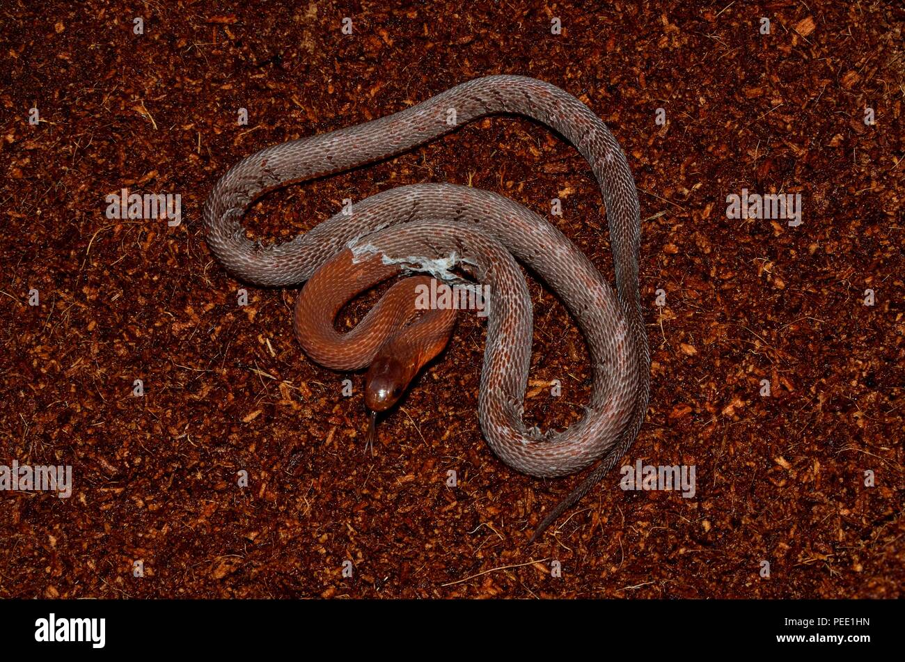 african egg-eating snake, Afrikanische Eierschlange, Dasypeltis Stock ...