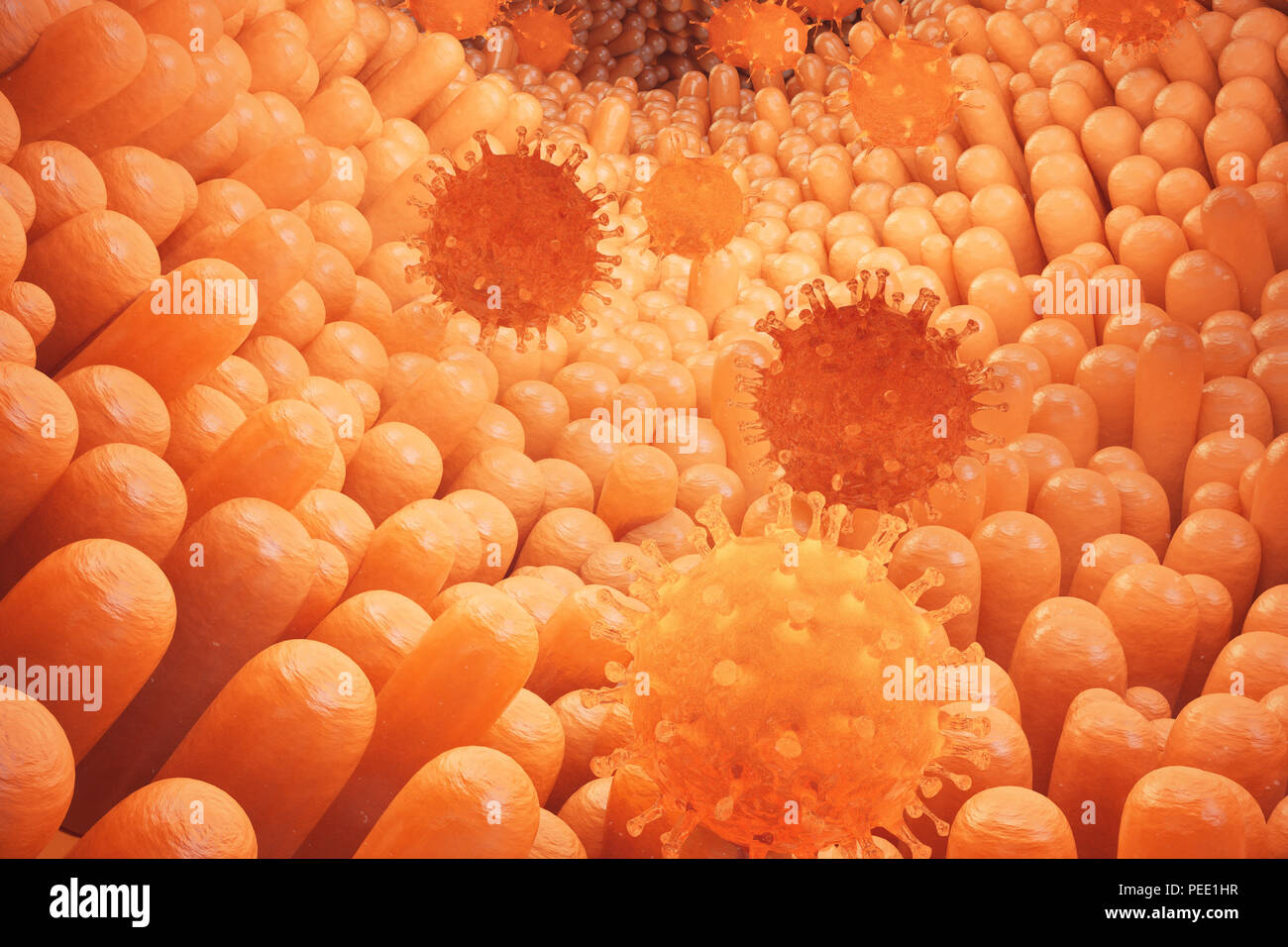 3D illustration Intestinal villi. Intestine lining. Microscopic ...