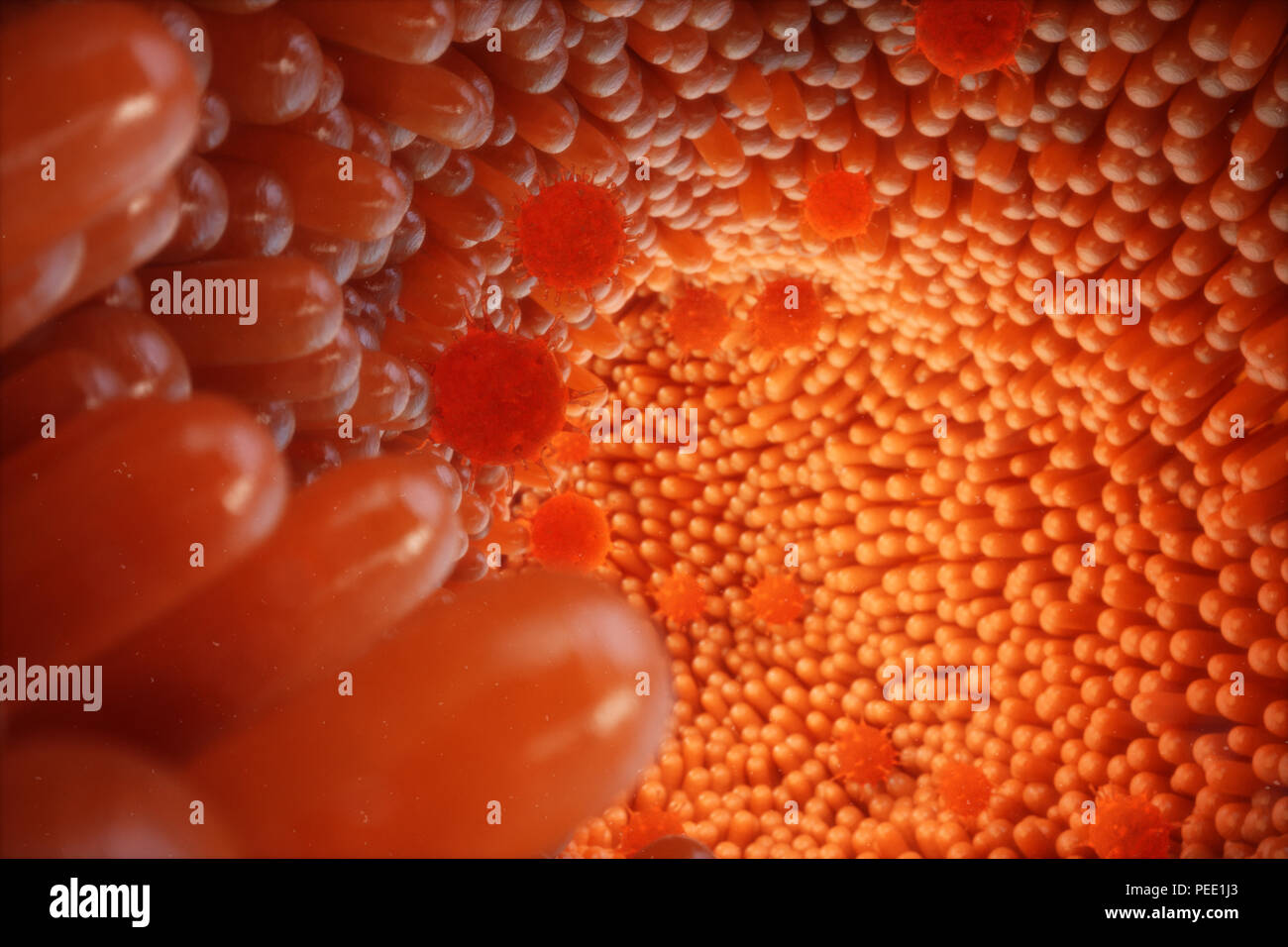 3D illustration Intestinal villi. Intestine lining. Microscopic ...