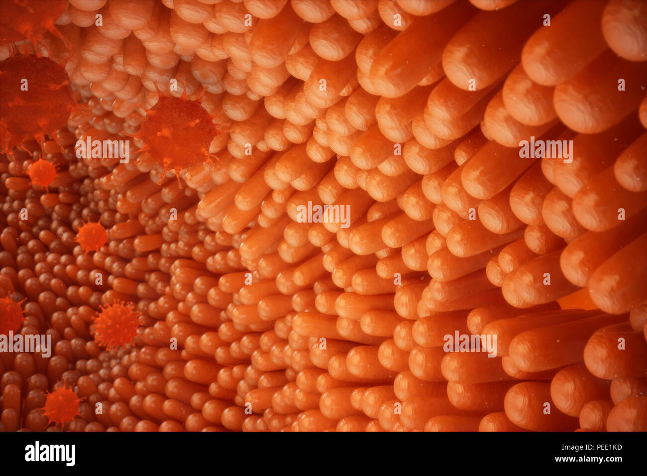 3d illustration Intestinal villi. Intestine lining. Microscopic villi ...