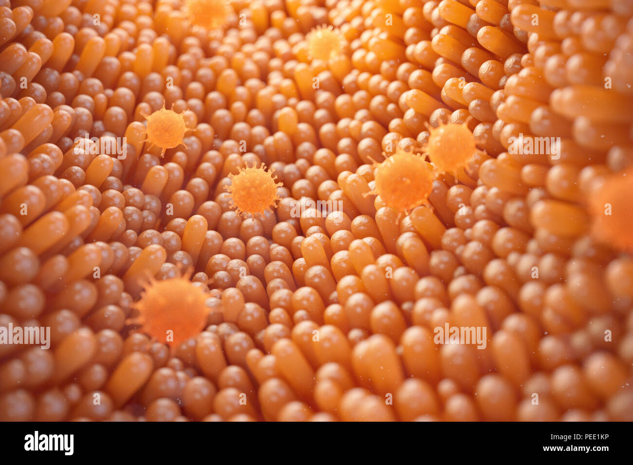 3d illustration Intestinal villi. Intestine lining. Microscopic villi ...