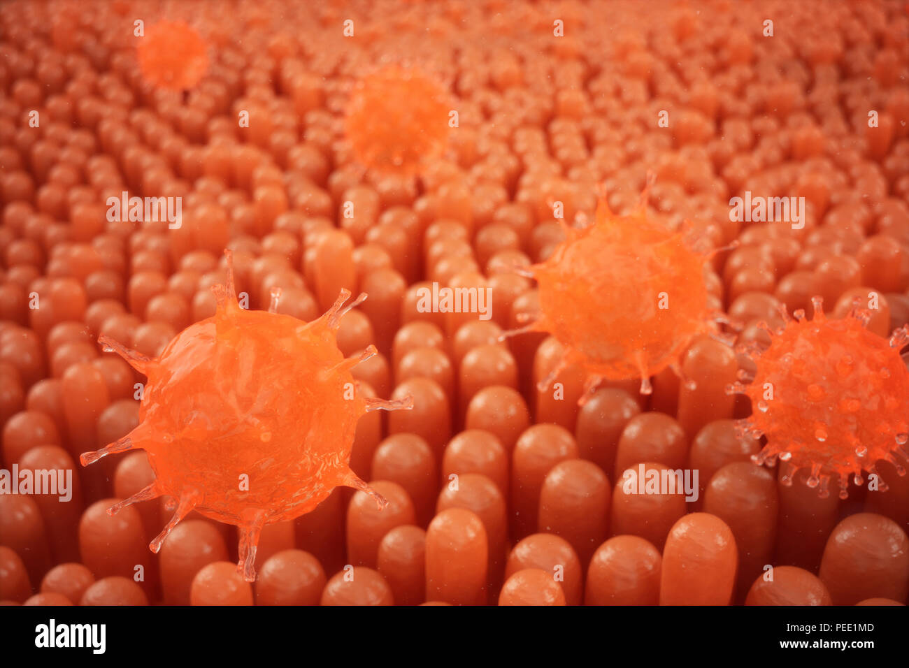 3d illustration Intestinal villi. Intestine lining. Microscopic villi ...