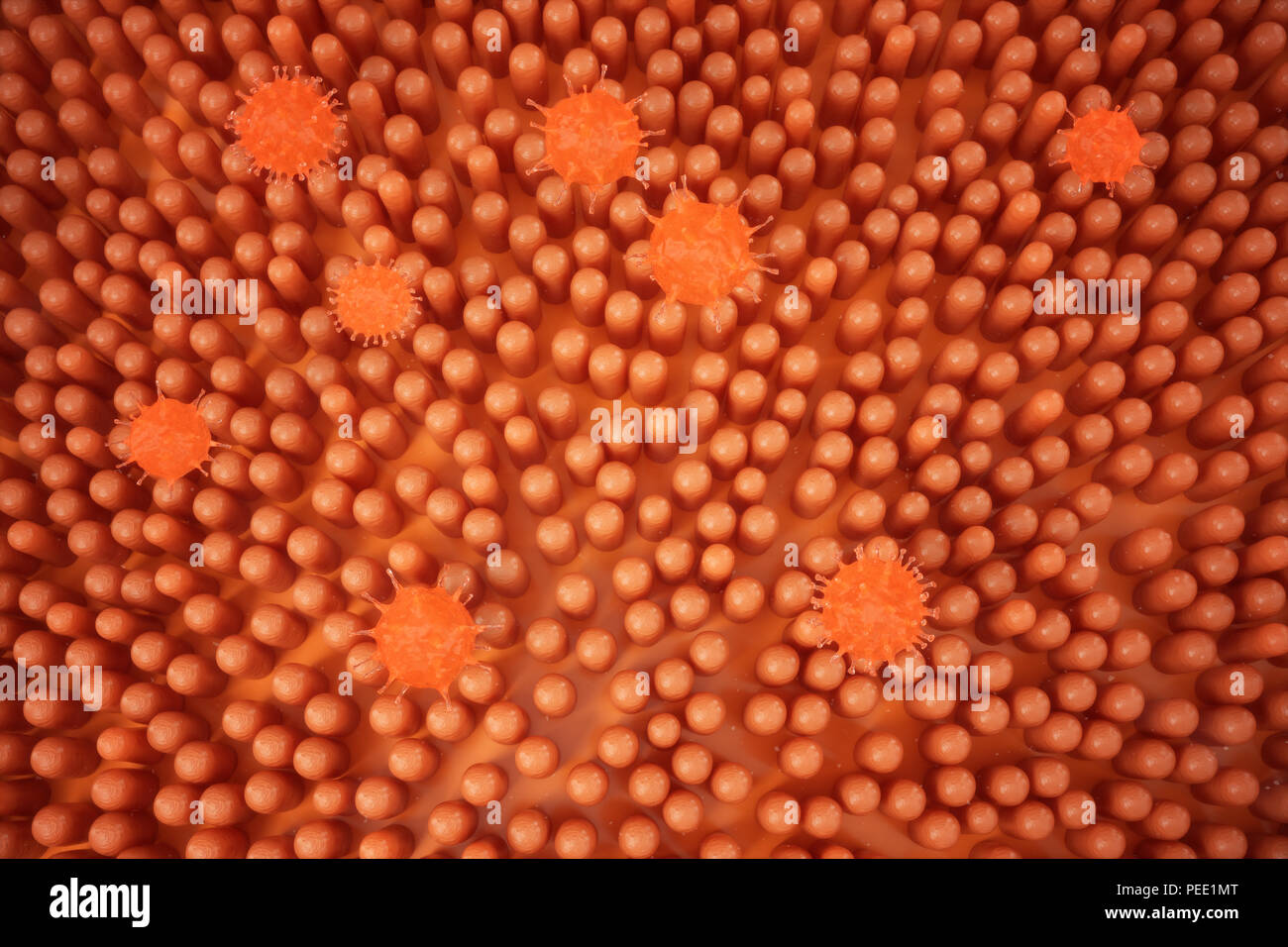 3d illustration Intestinal villi. Intestine lining. Microscopic villi ...