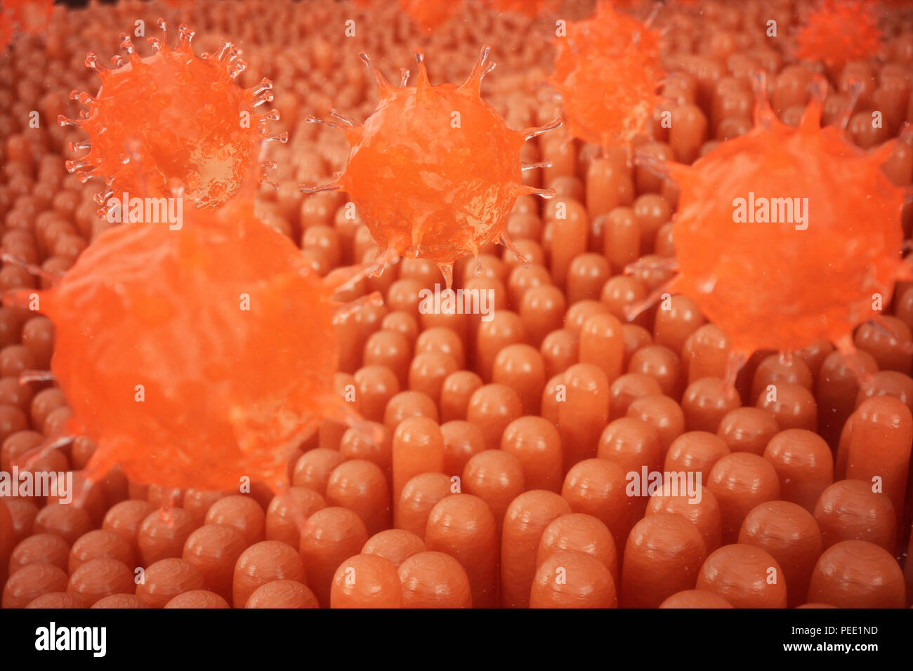 Intestinal Germ High Resolution Stock Photography and Images - Alamy