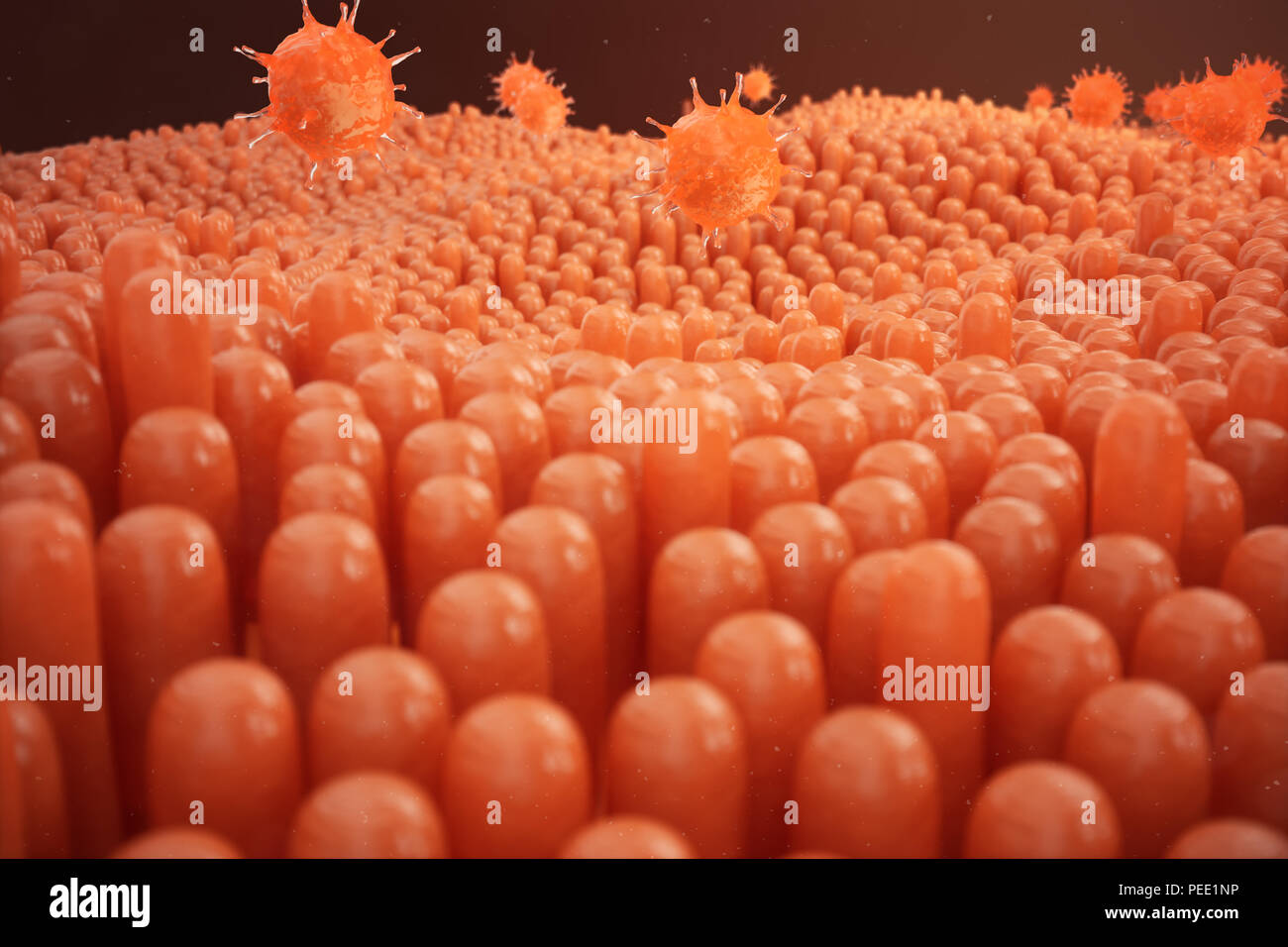 3d illustration Intestinal villi. Intestine lining. Microscopic villi ...
